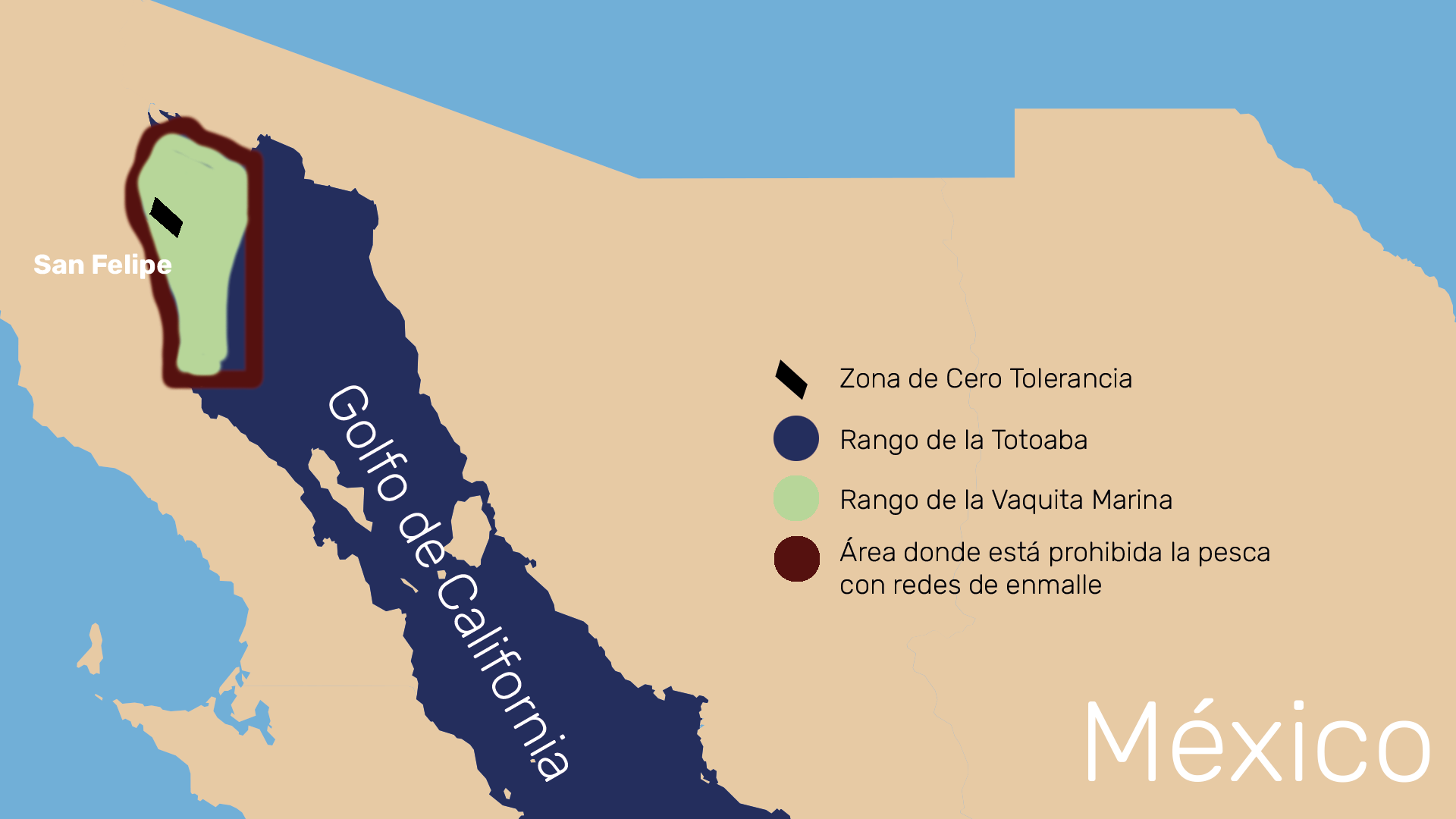 Totoaba y vaquita marina: una historia de extinción anunciada - Bluewire